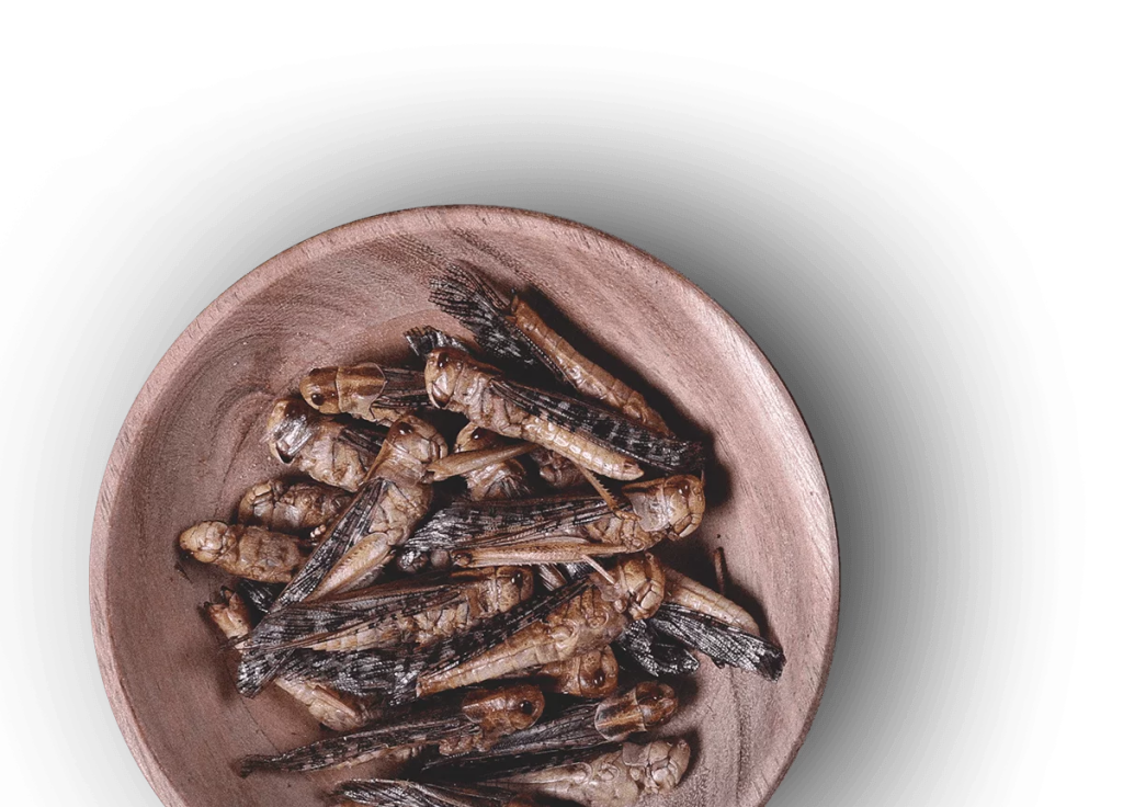 Ernährungsphilosophie – ZIRP